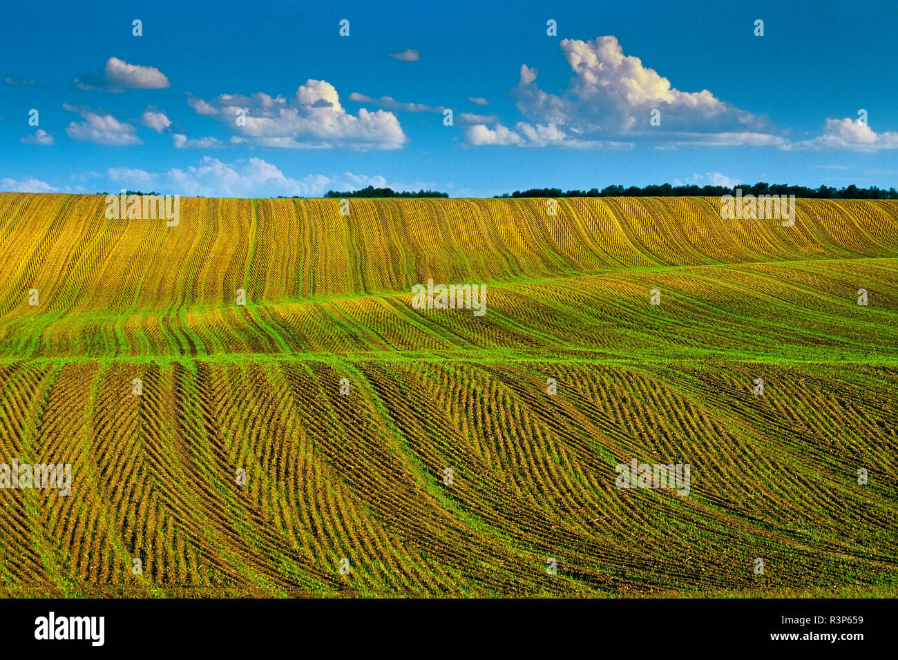 Canada, Manitoba, Treherne. Crop patterns in spring Stock Photo - Alamy
