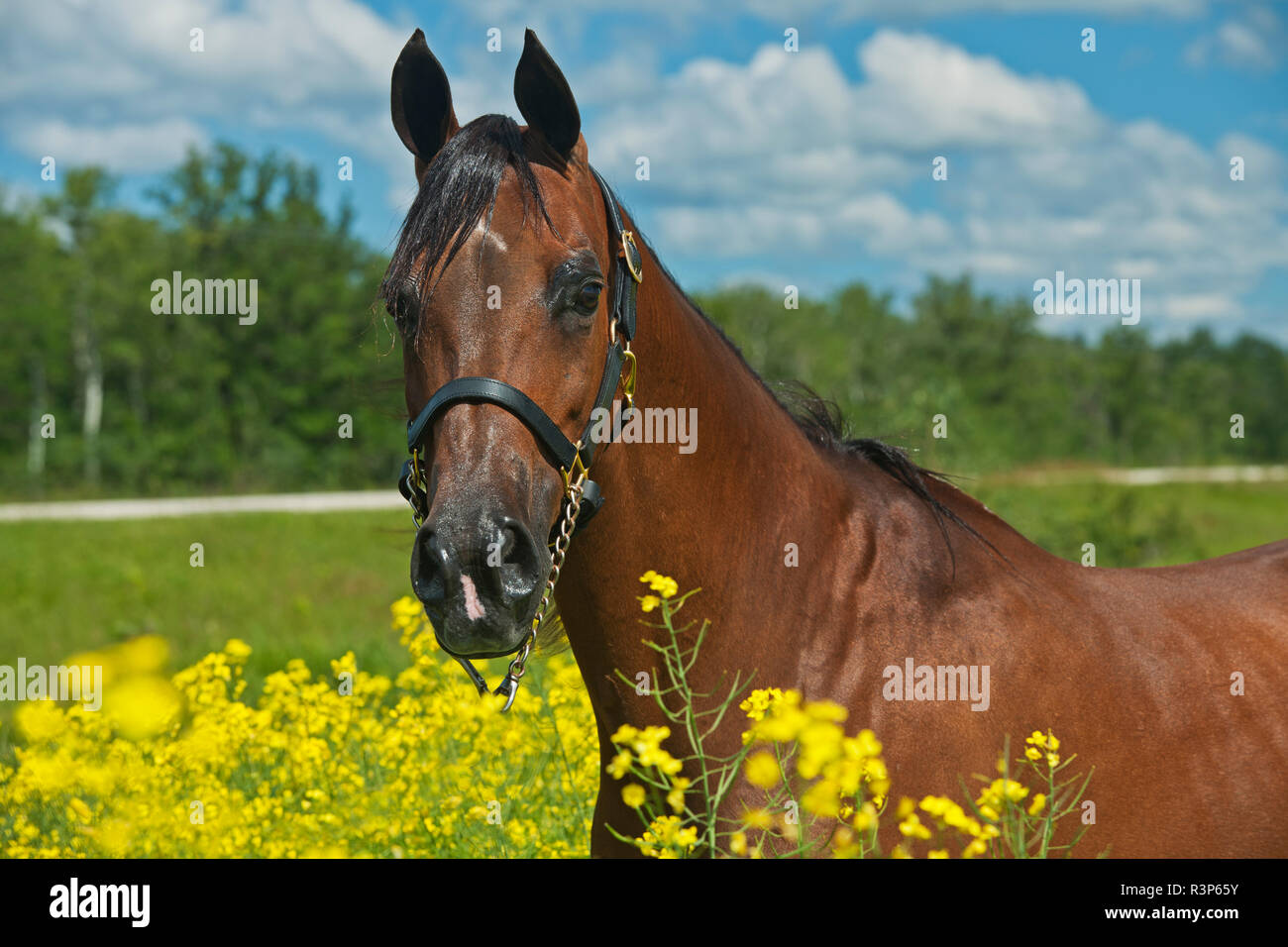 Canada, Manitoba, Grosse Isle. Arabian horse in canola field Stock ...