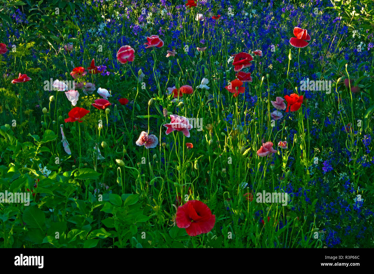 Manitoba gardening hi-res stock photography and images - Alamy