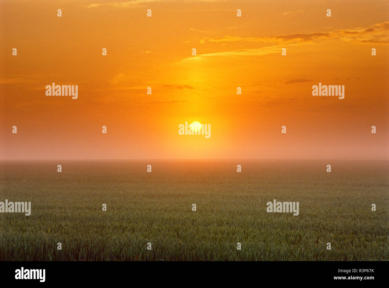 Wheat field in manitoba hi-res stock photography and images - Alamy