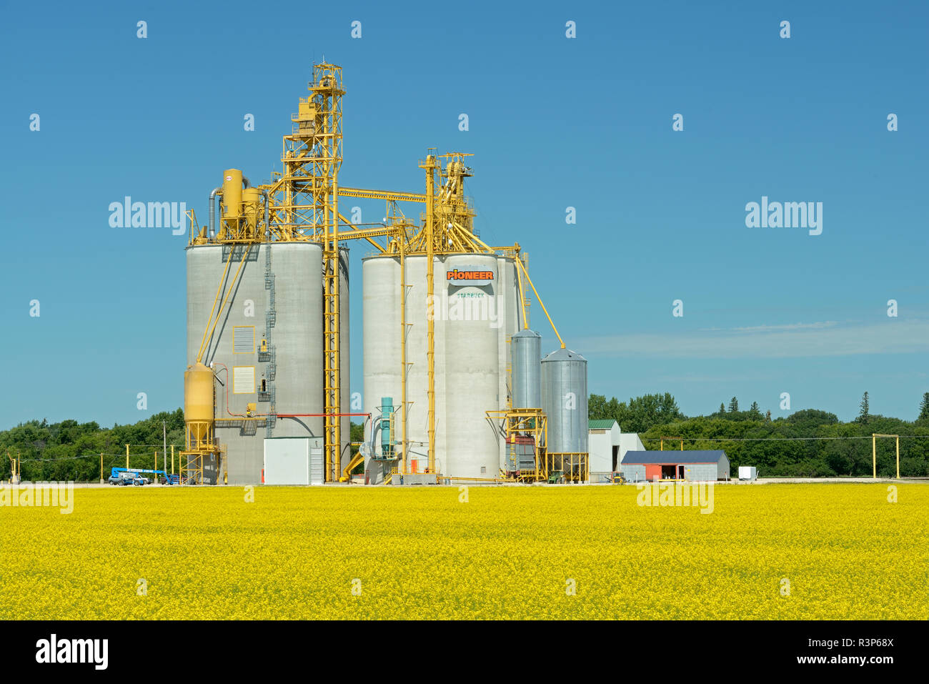 Canada, Manitoba, Starbuck. Grain elevator and canola crop Stock Photo ...