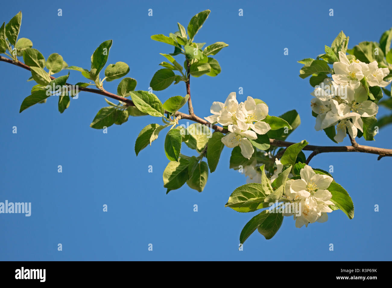 Goodland hi-res stock photography and images - Alamy