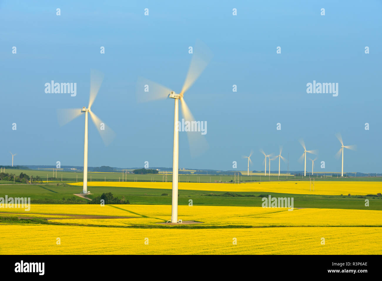 Canada, Manitoba, Altamont. Canola crops and wind turbines Stock Photo ...