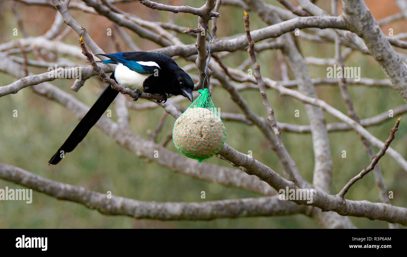 Black-billed Magpie (Pica pica) attracted by a ball of fat, Vaucluse ...