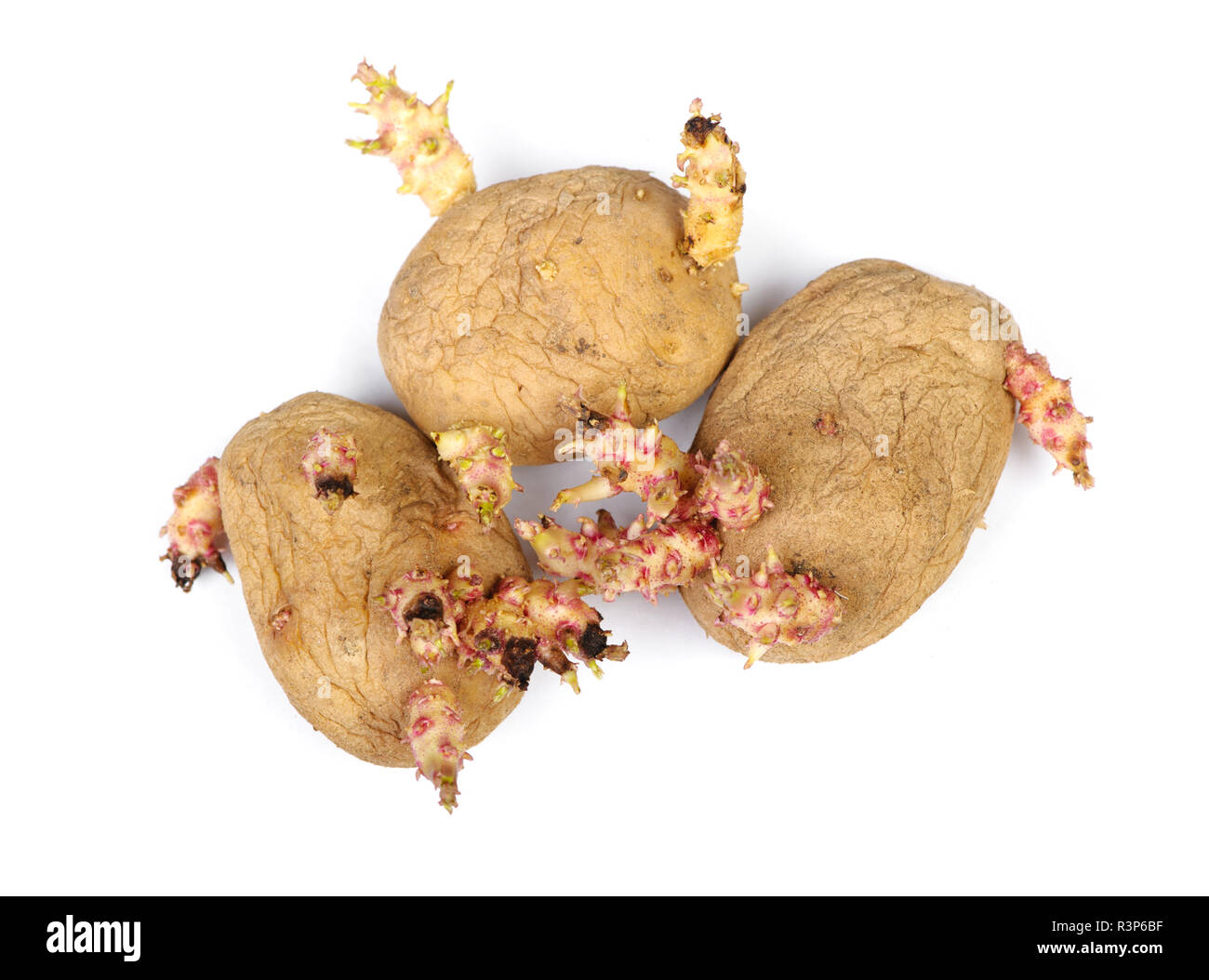 Sprouted potatoes isolated on white Stock Photo - Alamy