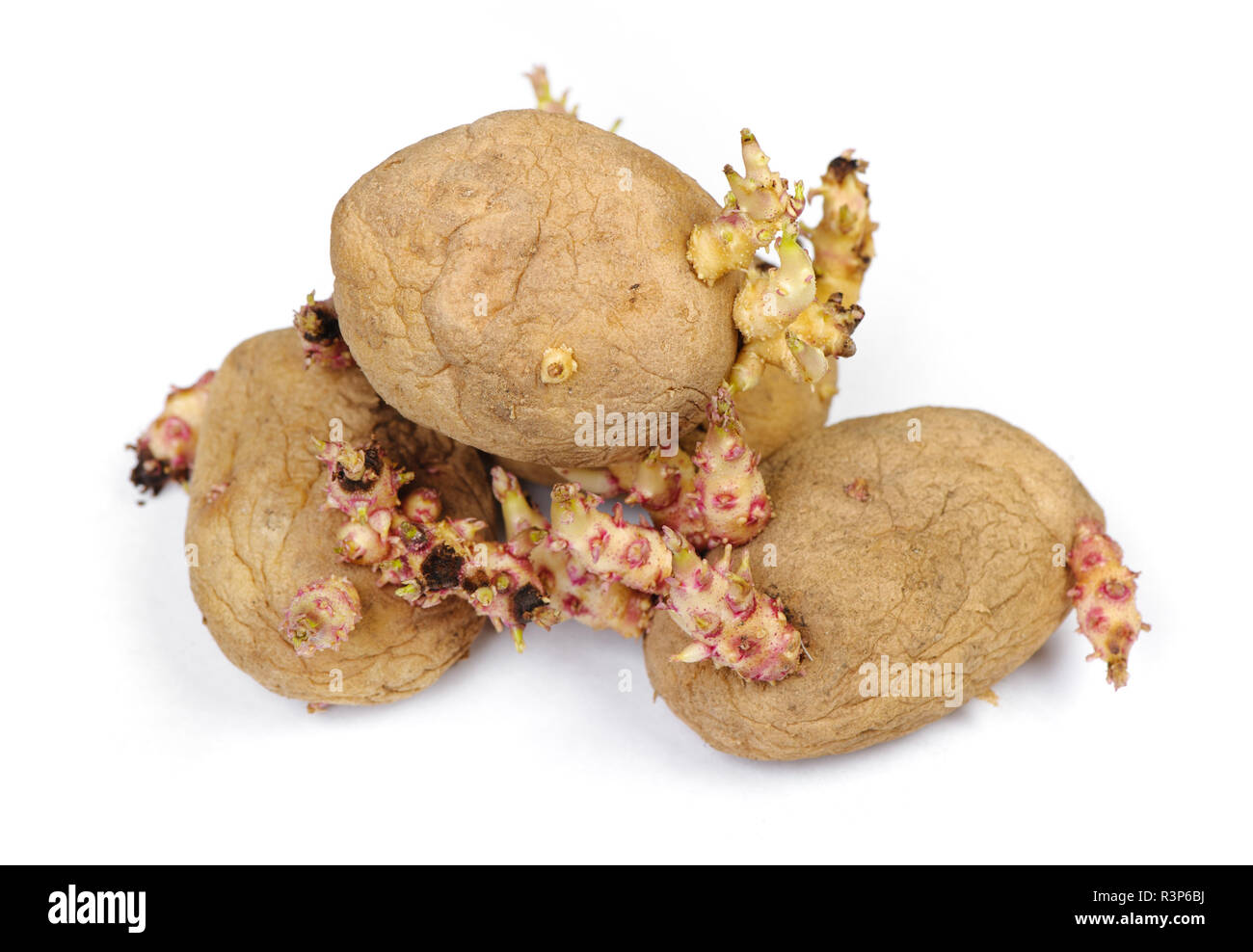 Sprouted potatoes isolated on white Stock Photo - Alamy