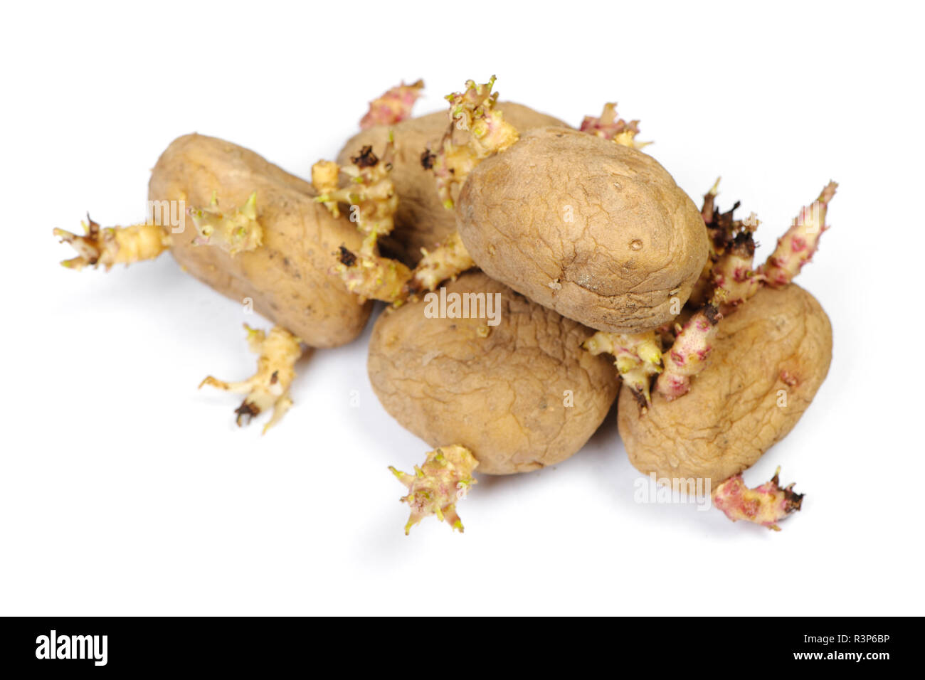 Sprouted potatoes isolated on white Stock Photo - Alamy