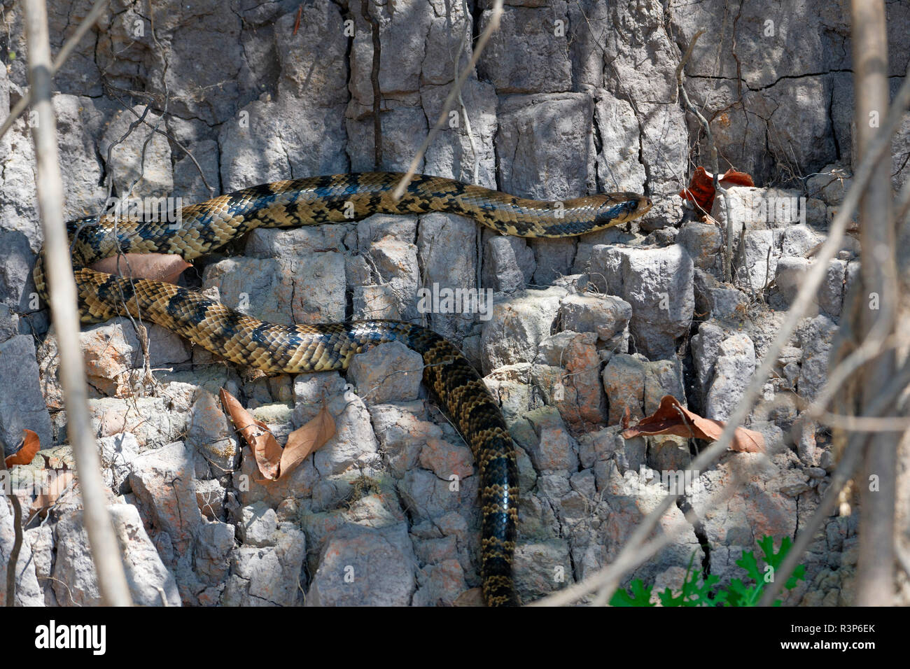 False Water Cobra (Hydrodynastes gigas), Pantanal, Brazil Stock Photo ...