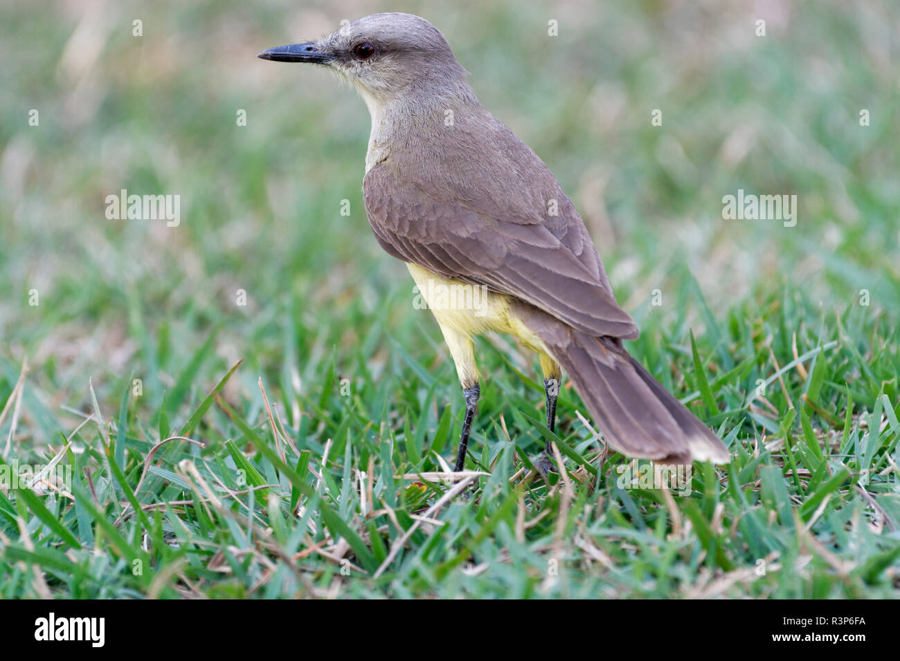 Cattle Tyrant (Machetornis rixosa) on ground, Pantanal, Brazil Stock ...