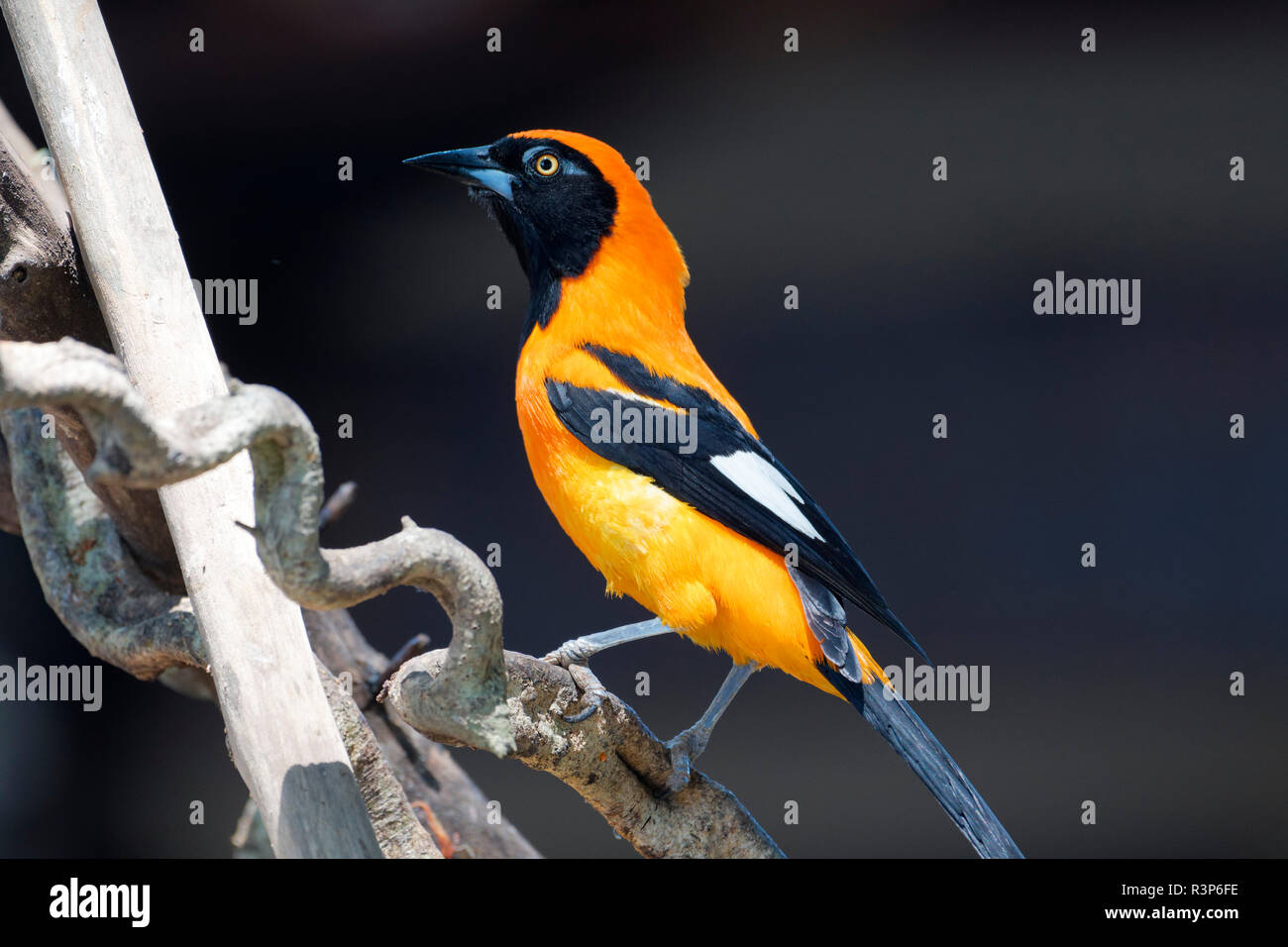 Orange-backed Troupial (Icterus croconotus) on a branch, Pantanal ...