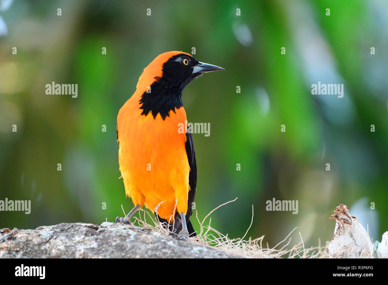 Orange Backed Troupial Icterus Croconotus High Resolution Stock ...