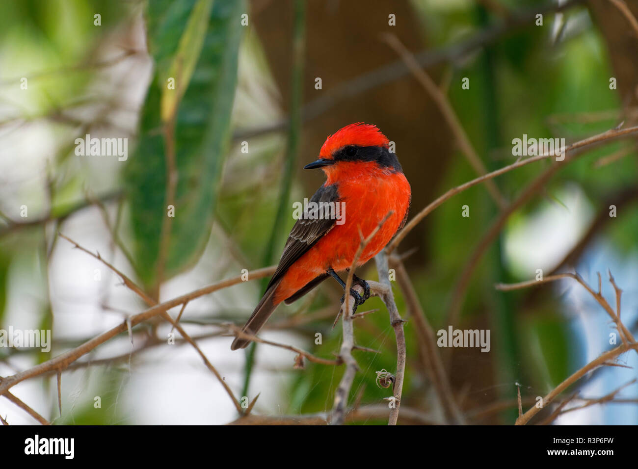 Scarlet Flycatcher (Pyrocephalus rubinus) male, Pantanal, Brazil Stock ...
