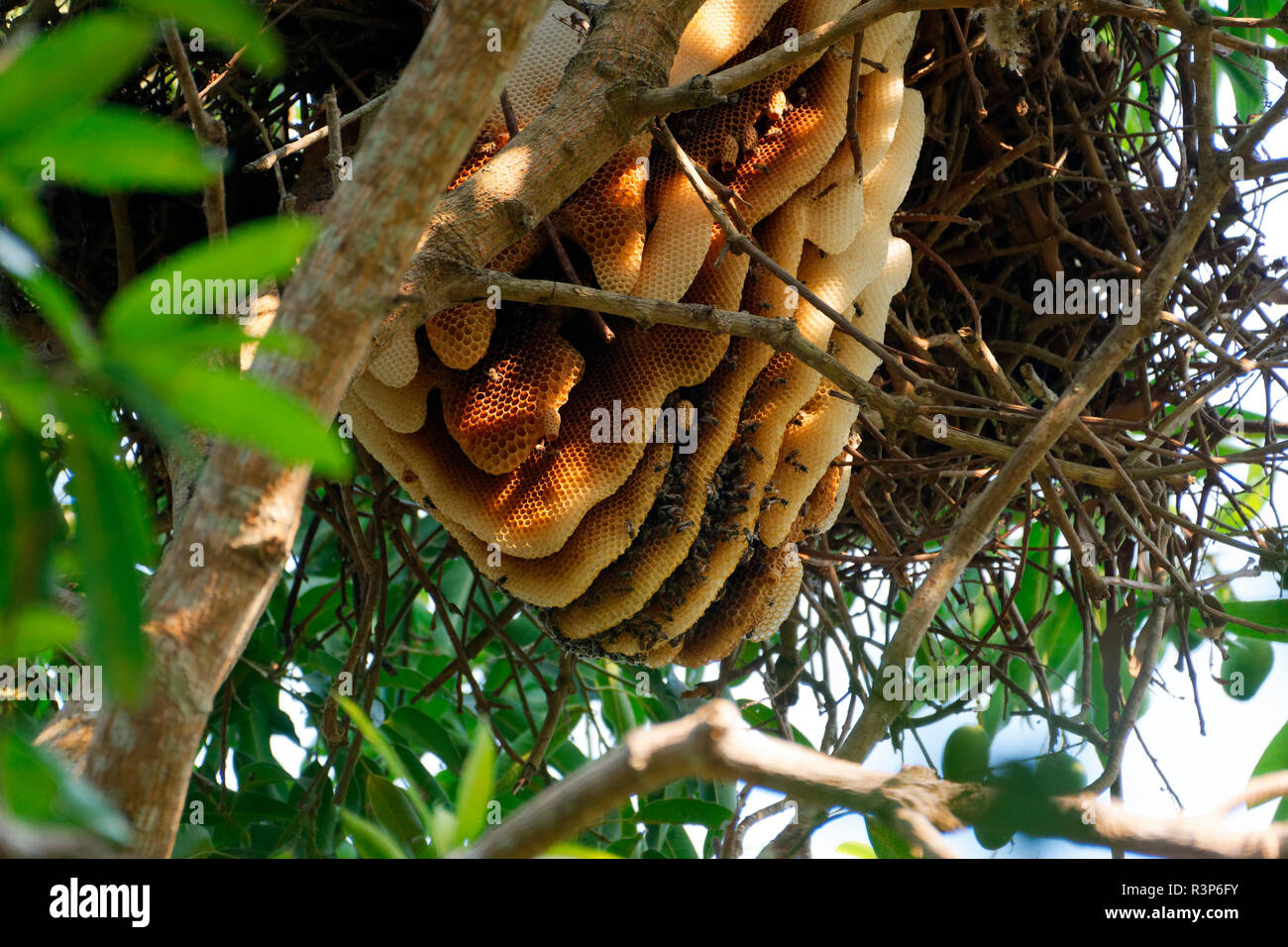 Wild Bees (Apis sp), Pantanal, Brazil Stock Photo - Alamy