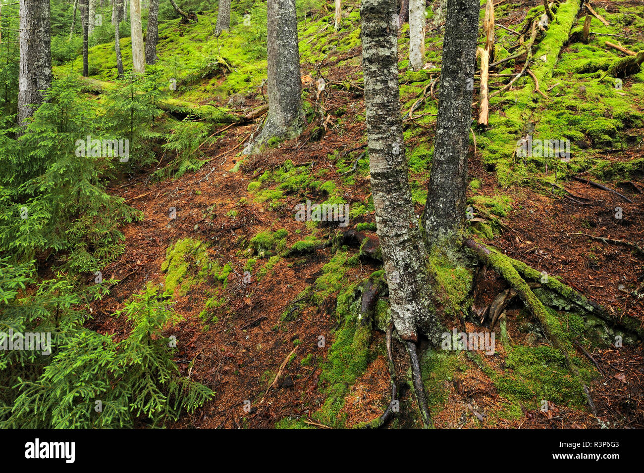 Canada, New Brunswick, Fundy National Park. Forest floor scenic Stock ...
