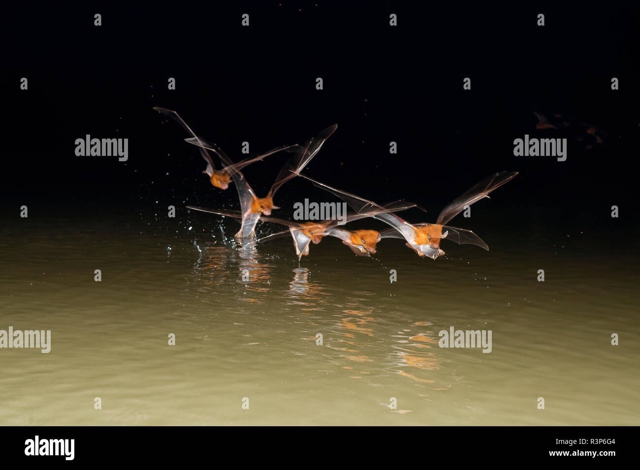 Bulldog Bat (Noctilio leporinus) catching insects on water, Pantanal ...
