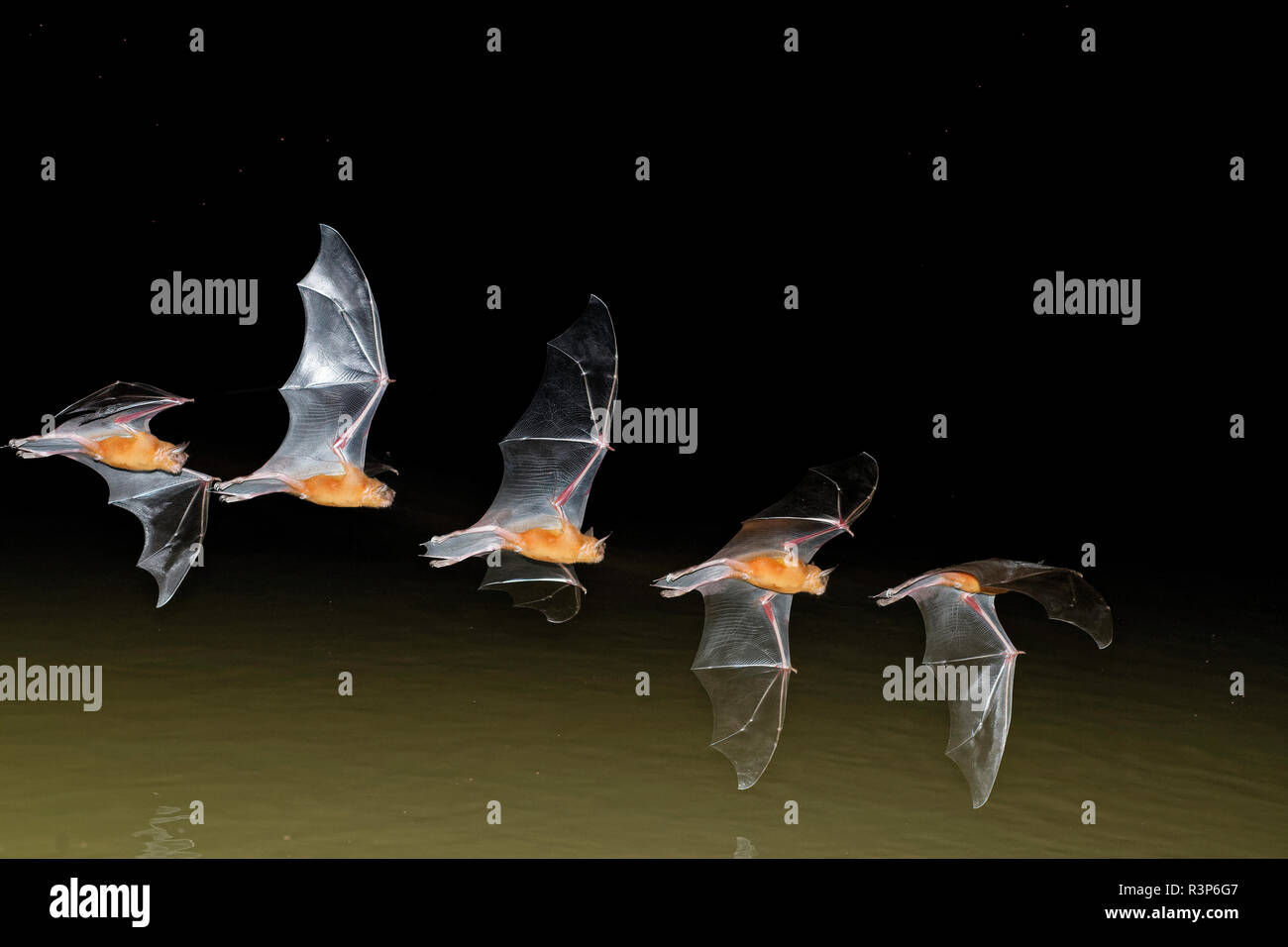 Bulldog Bat (Noctilio leporinus) in flight, Pantanal, Brazil Stock ...