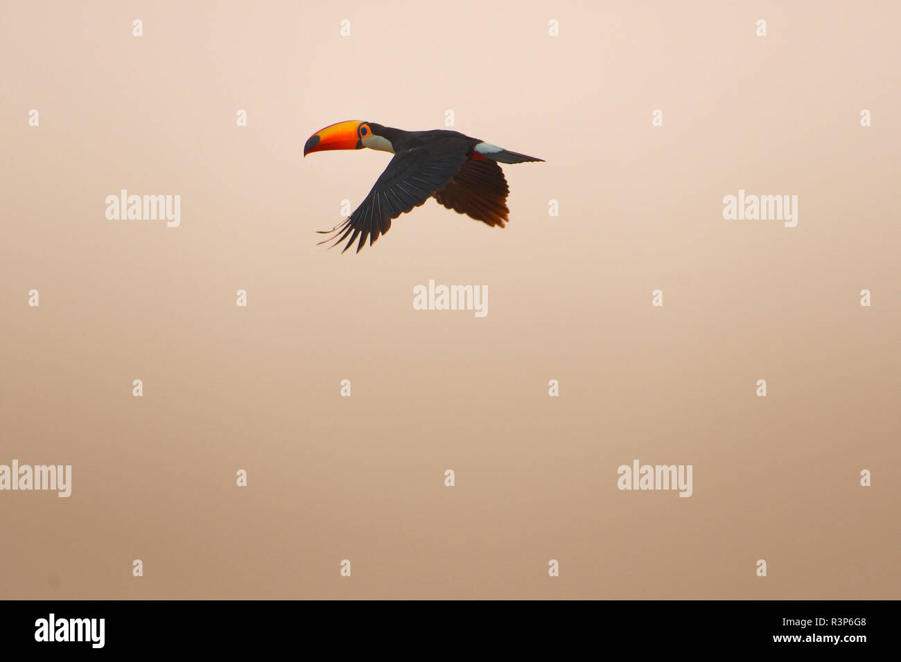 Toucans in flight hi-res stock photography and images - Alamy