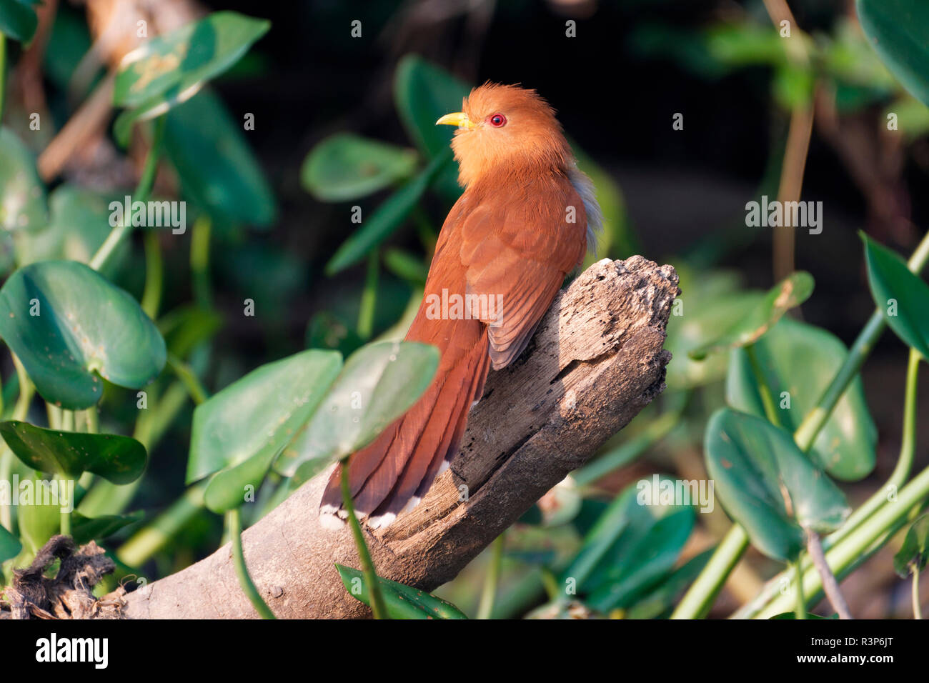 Little Cuckoo (Coccycua minuta) on a branch, Pantanal, Brazil Stock ...