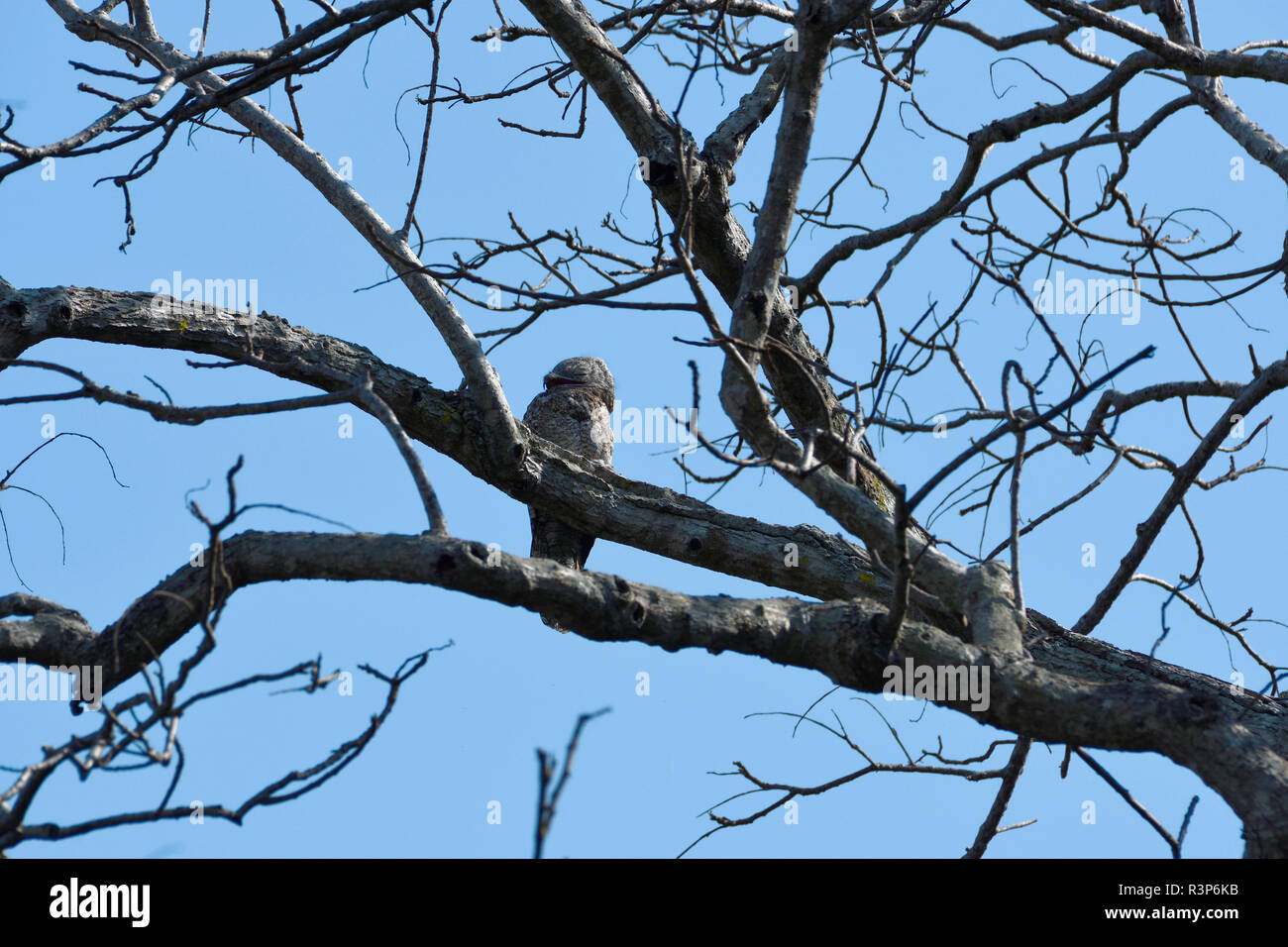 Great potoo (Nyctibius grandis) on a branch, Pantanal, Brazil Stock ...