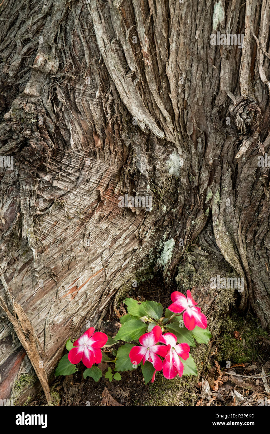 New brunswick spring hi-res stock photography and images - Alamy