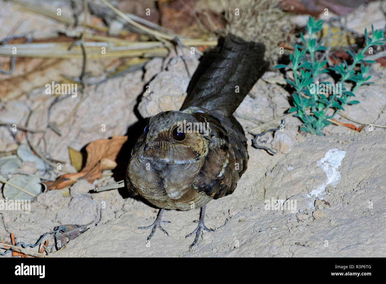 Common pauraque nyctidromus albicollis hi-res stock photography and ...