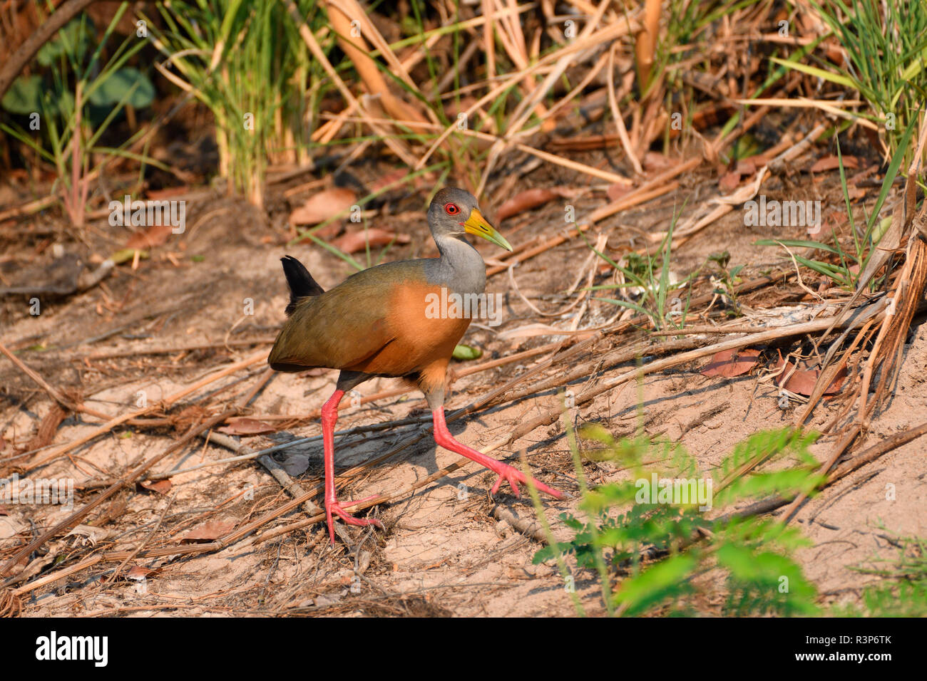 Grey-necked Wood Rail (Aramides cajaneus) walking ,Pantanal, Brazil ...