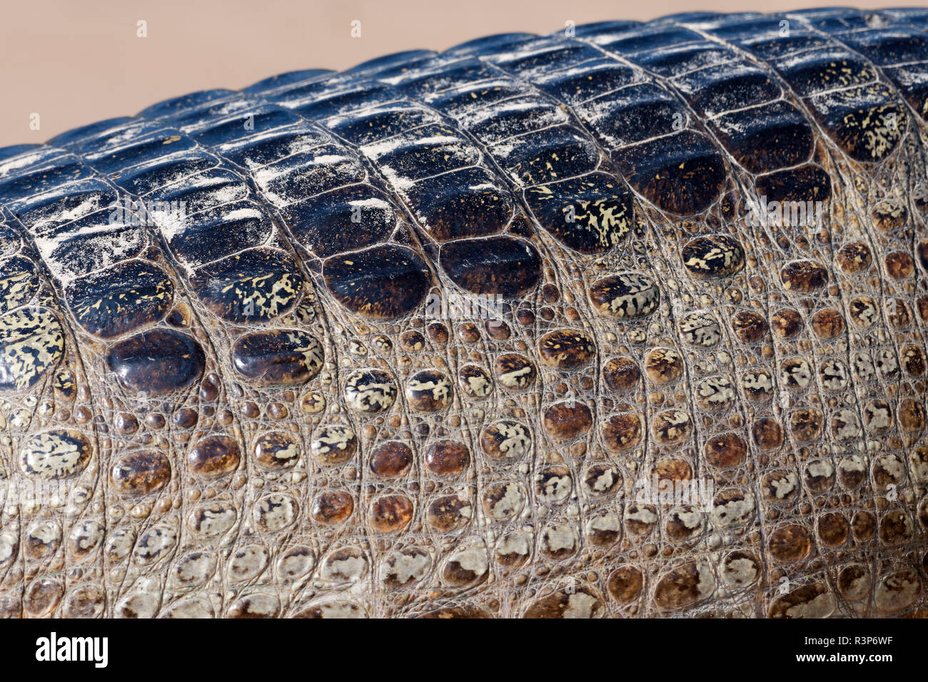 Jacare (Caiman crocodylus yacare) scales details, Pantanal, Brazil ...