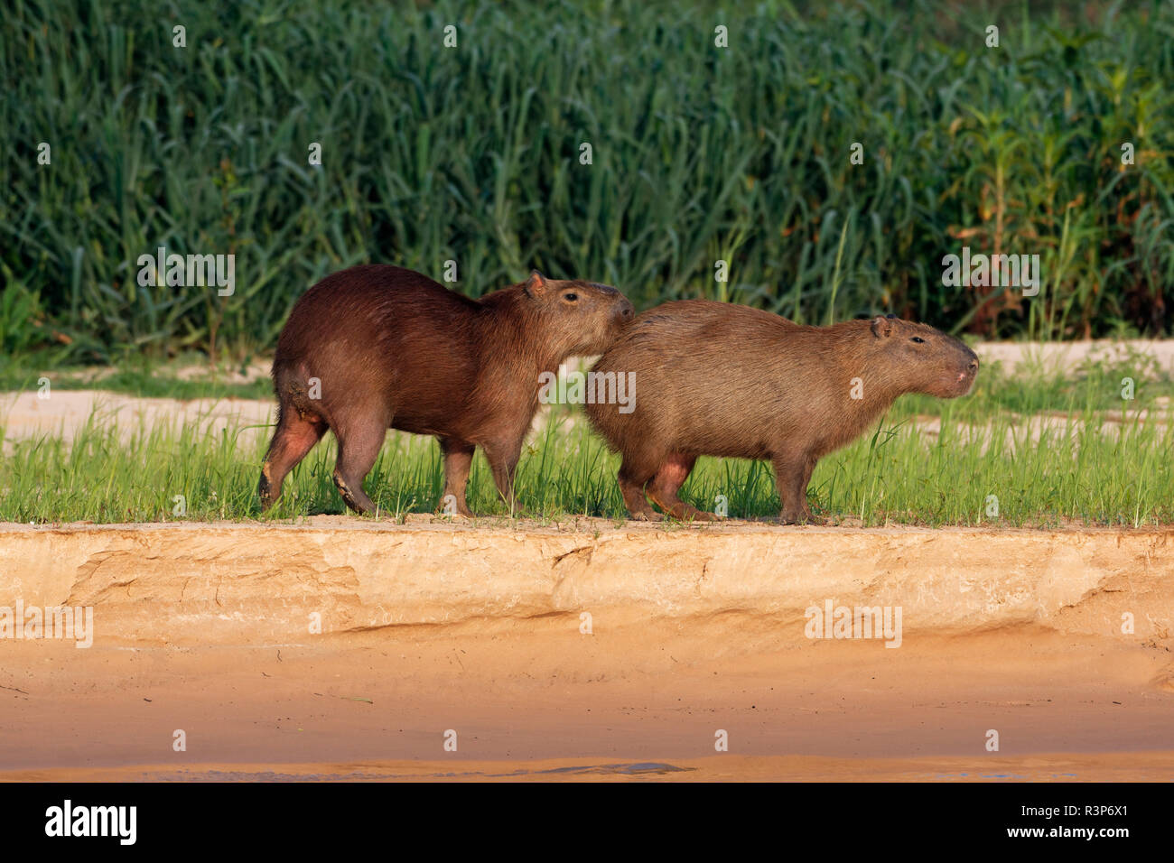 Capybara (Hydrochoerus hydrochaeris) male and femelle in heat, Pantanal ...