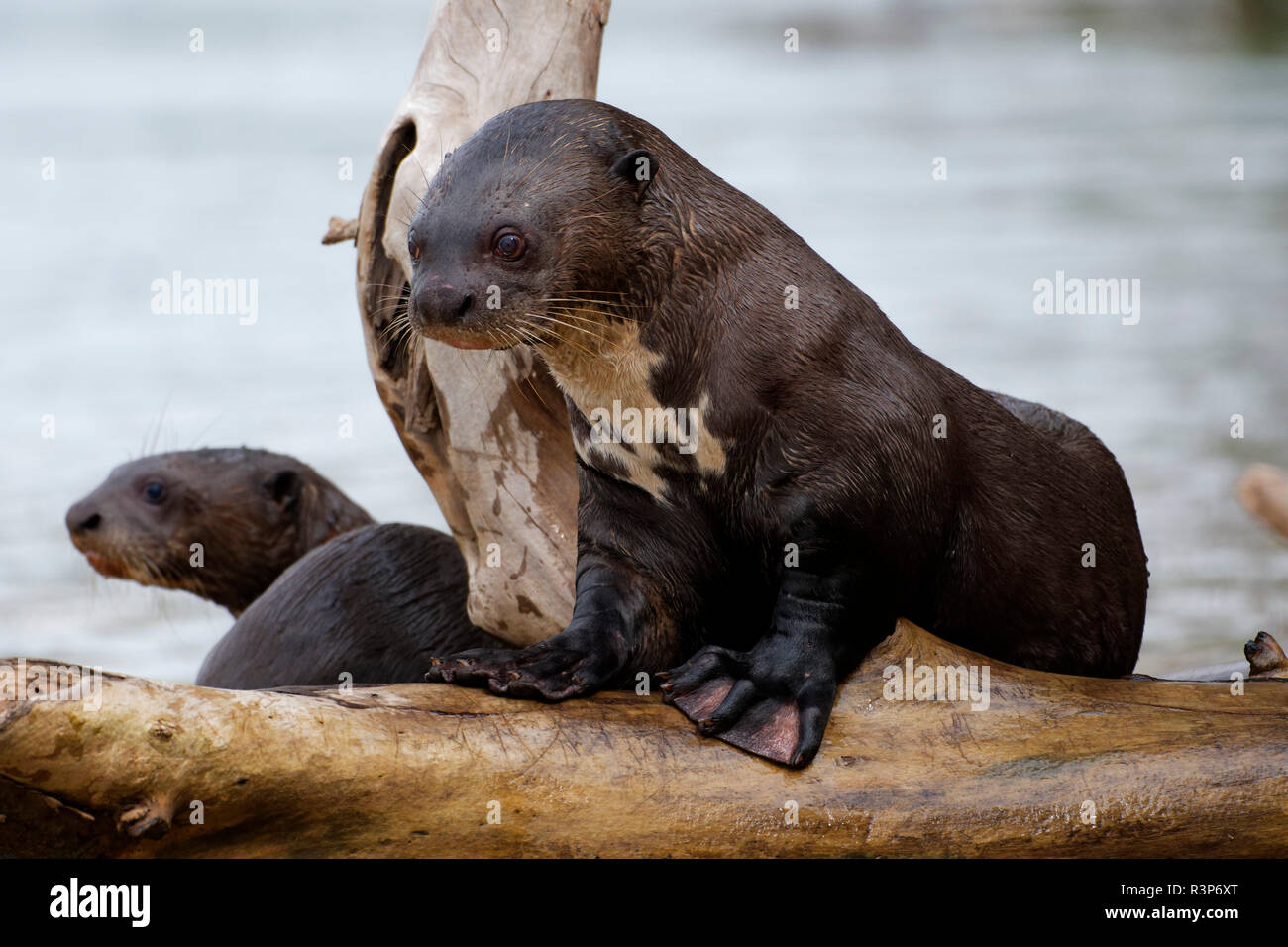 Giant Otter (Pteronura brasiliensis), Pantanal, Brazil Stock Photo - Alamy