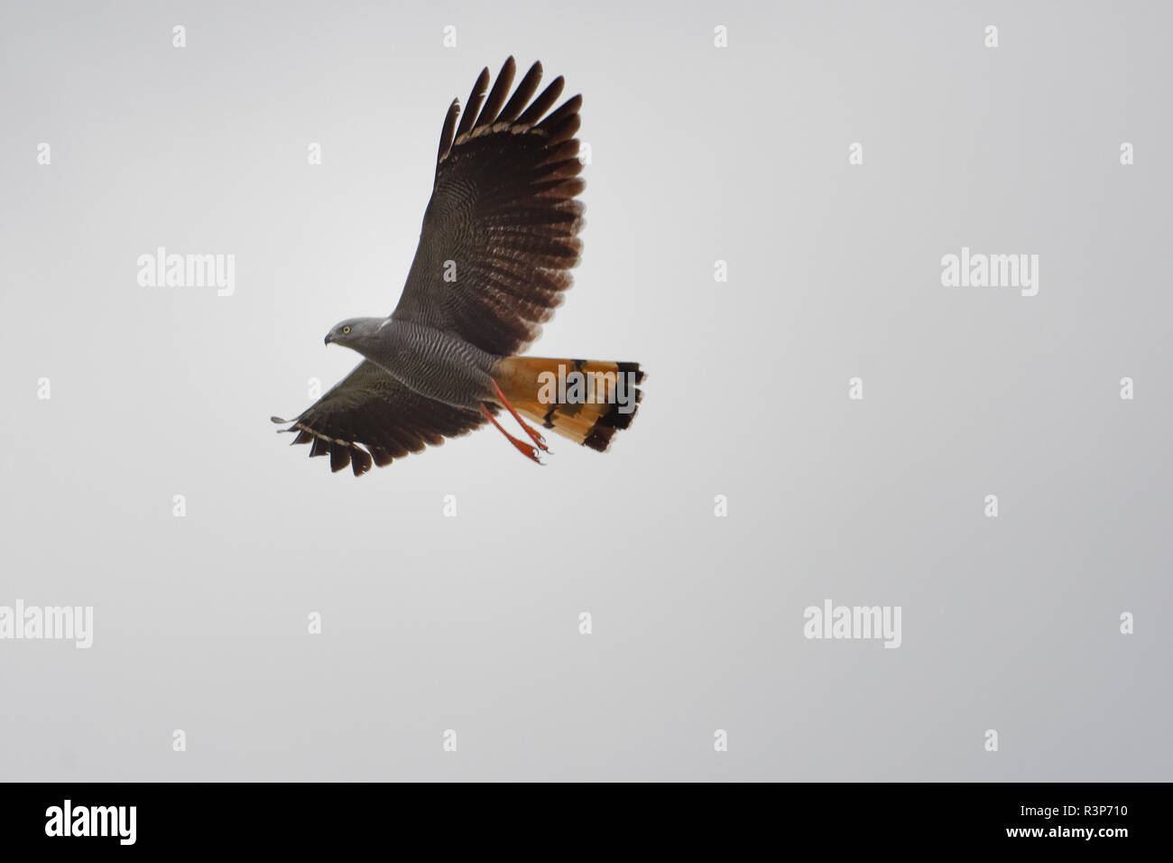 Crane Hawk (Geranospiza caerulescens) in flight, Pantanal, Brazil Stock ...