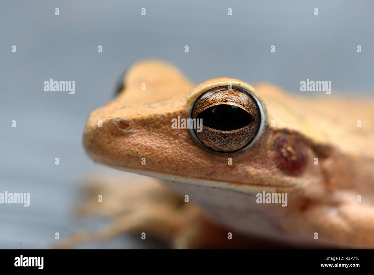 Portrait of Robber frog (Pristimantis fenestratus), Pantanal, Brazil ...