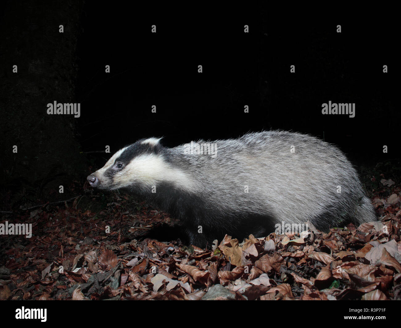 Badger smelling hi-res stock photography and images - Alamy