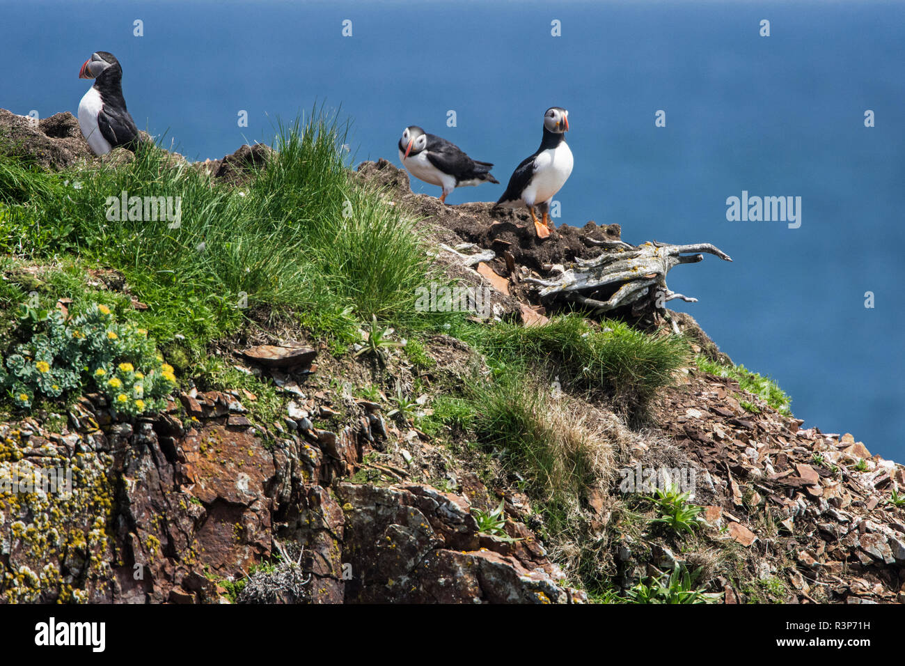 Puffin and elliston and newfoundland hi-res stock photography and ...