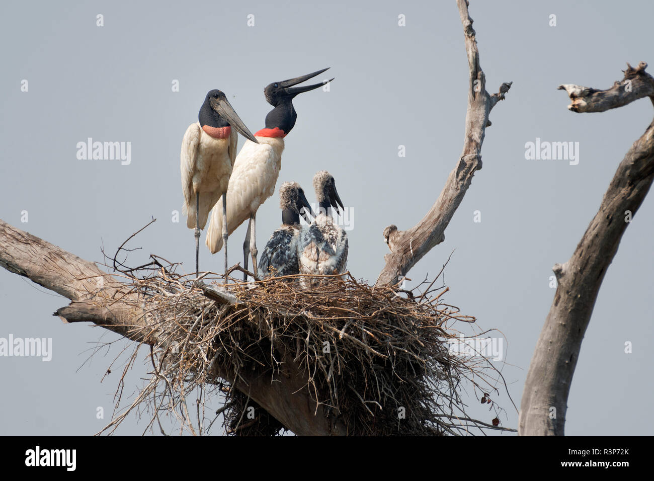 Jabiru (Jabiru mycteria) adult and chiks in the nest, Pantanal, Brazil ...