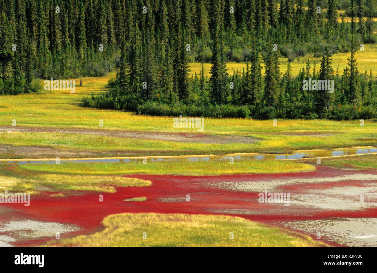 Wood buffalo national park hi-res stock photography and images - Alamy