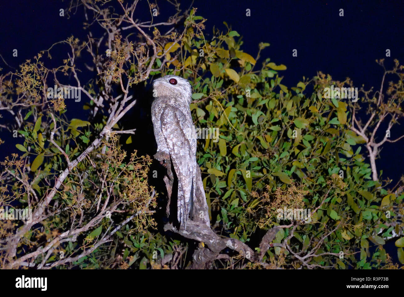 Great Potoo (Nyctibius grandis) on a branch at night, Pantanal, Brazil ...