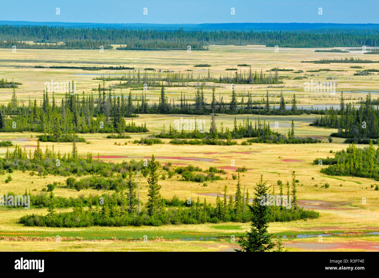 Canada, Northwest Territories, Wood Buffalo National Park. Salt Plain ...