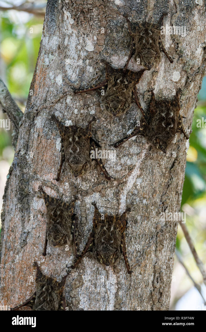 Proboscis bat (Rhynchonycteris naso) on a trunk, Pantanal, Brazil Stock ...
