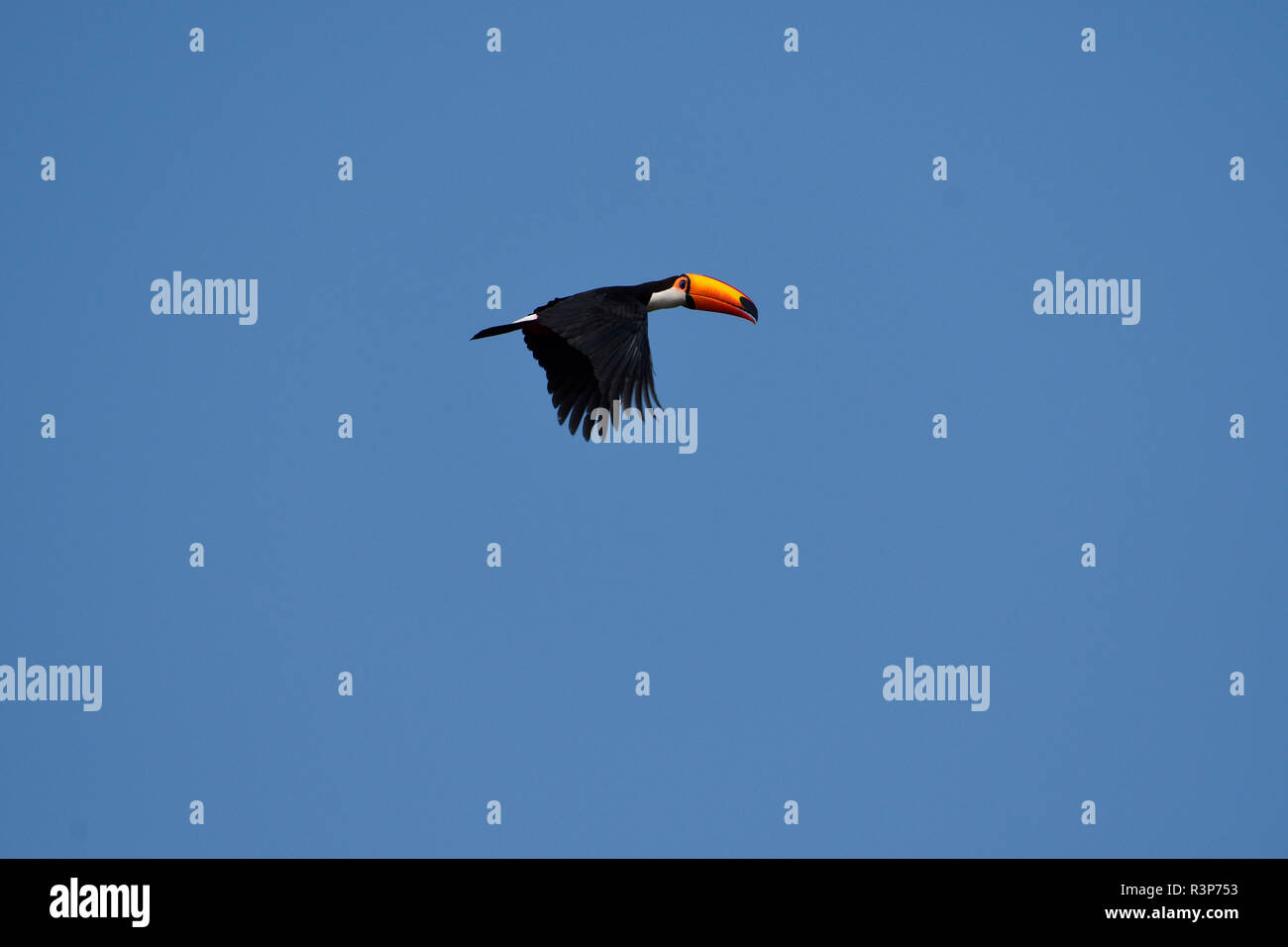 Toucans in flight hi-res stock photography and images - Alamy