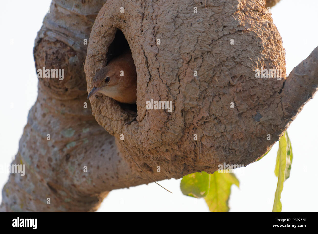 Rufous hornero (Furnarius rufus) in his nest, Pantanal, Brazil Stock ...