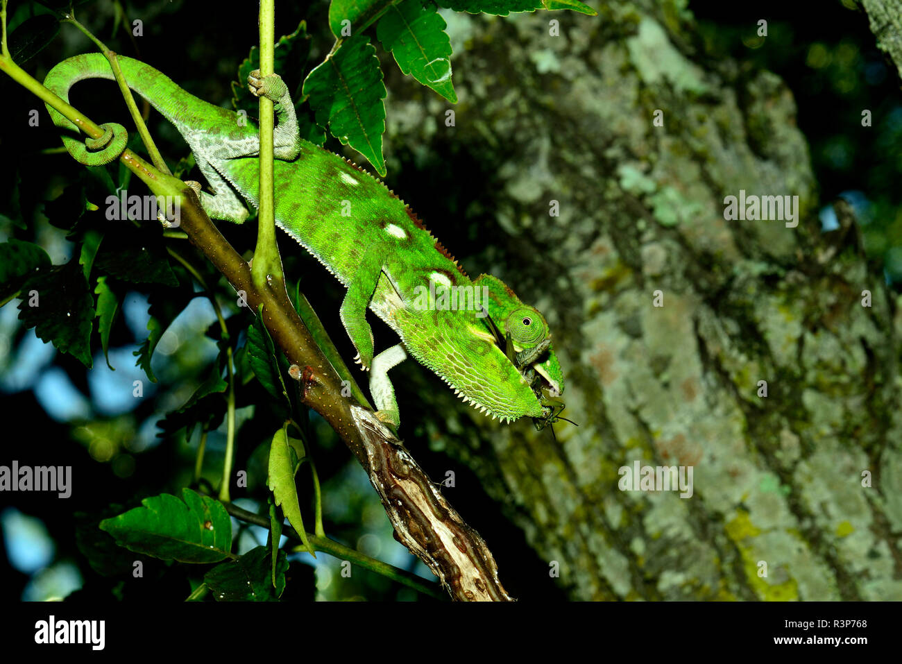 Oustalet's Chameleon (Chamaeleo oustaleti), Madagascar, Andre Peyrieras ...