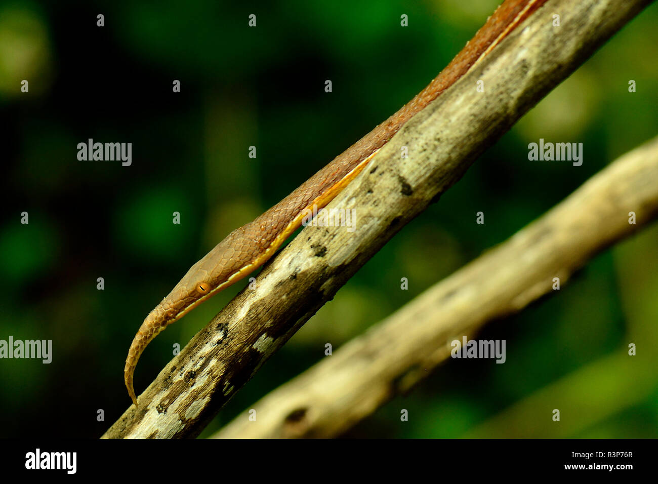Madagascar leaf-nosed snake (Langaha madagascariensis) male, Madagascar ...