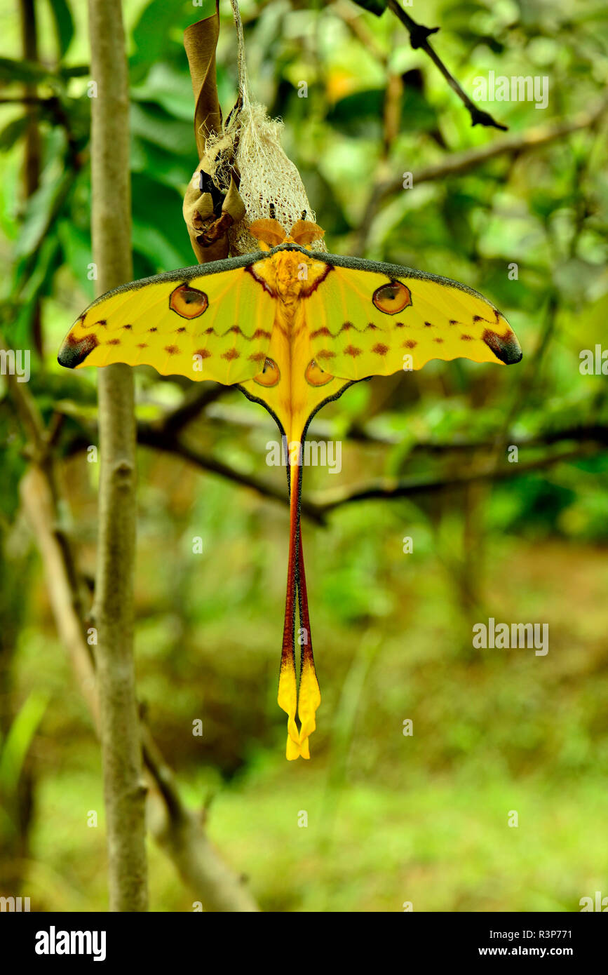 Butterfly (Argema mittrei), Madagascar, Andre Peyrieras Collection ...