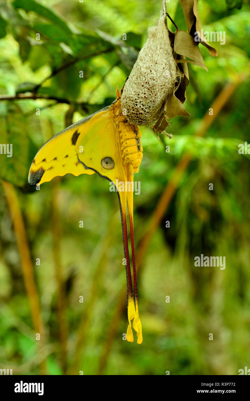 Butterfly (Argema mittrei), Madagascar, Andre Peyrieras Collection ...