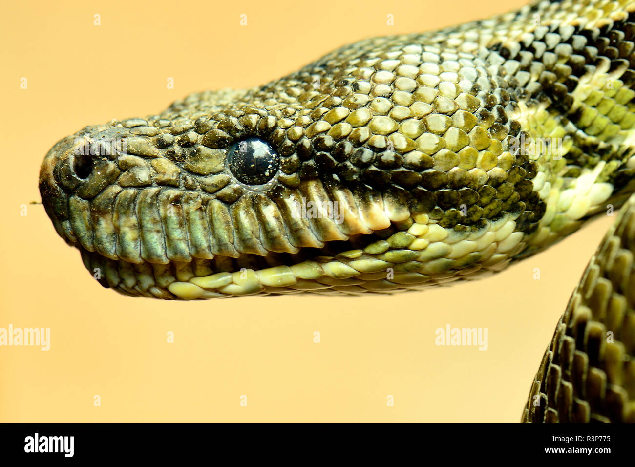 Madagascar Tree Boa (Sanzinia madagascariensis), Madagascar, Andre ...