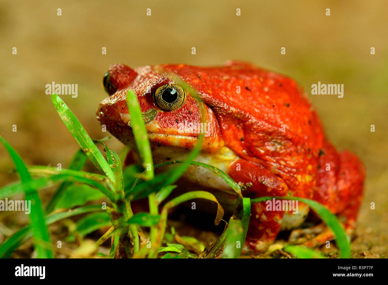 Tomato frog (Dyscophus antongilii), Madagascar, Andre Peyrieras ...