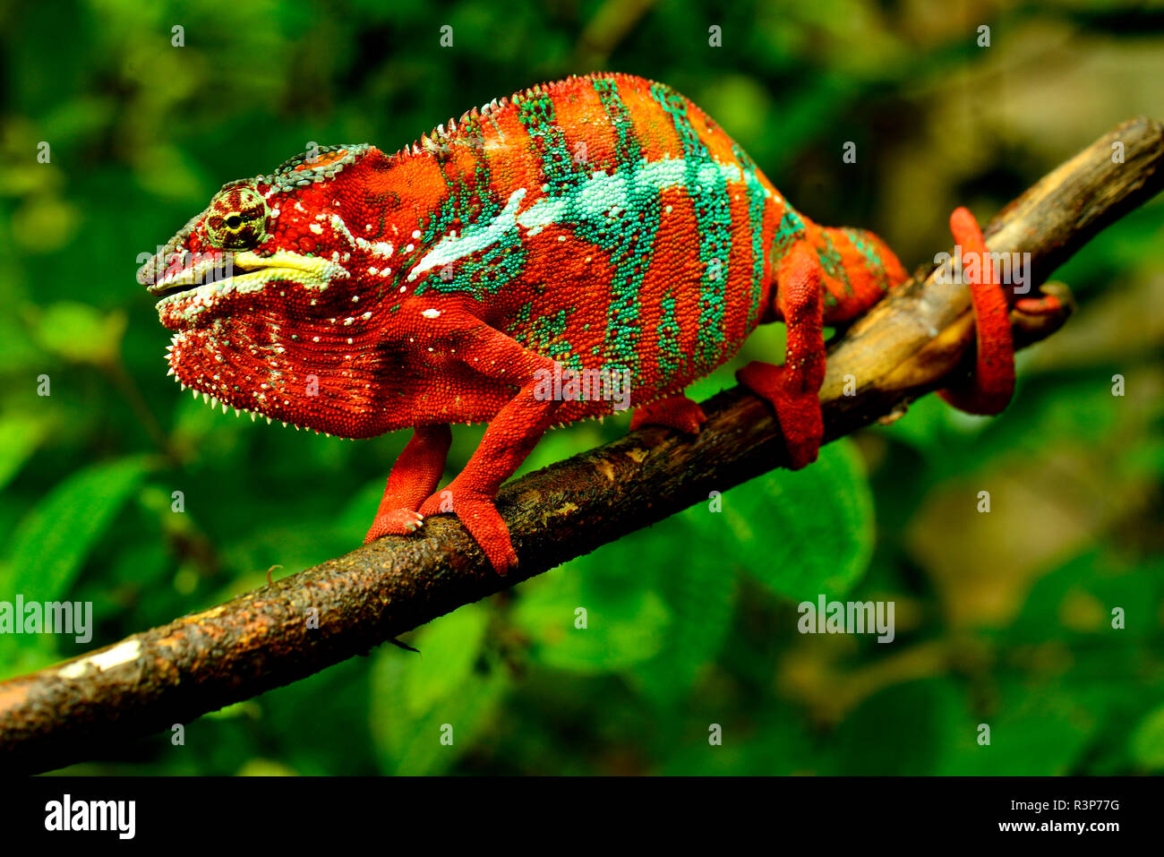 Panther Chameleon (Furcifer pardalis), Madagascar, Andre Peyrieras ...