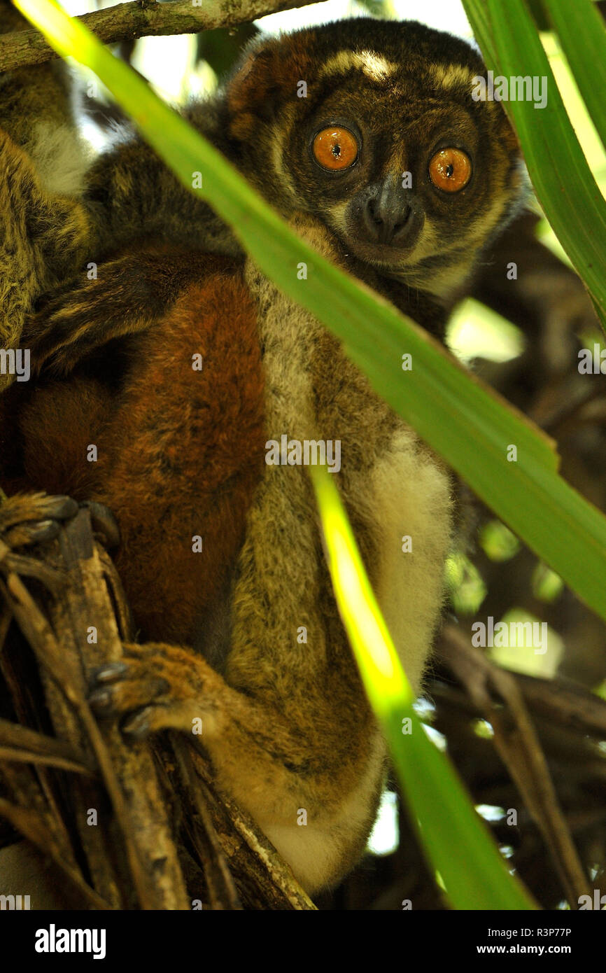 Eastern woolly lemur hi-res stock photography and images - Alamy