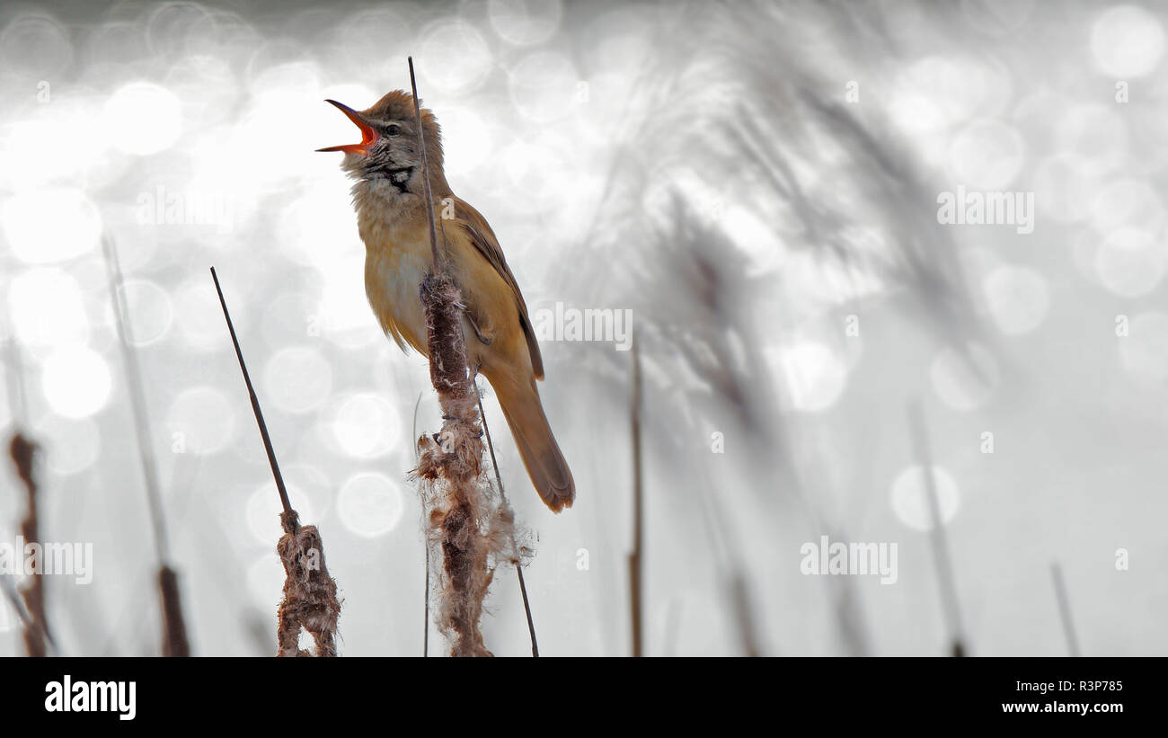 Great Reed Warbler (Acrocephalus arundinaceus) singing on cattail ...