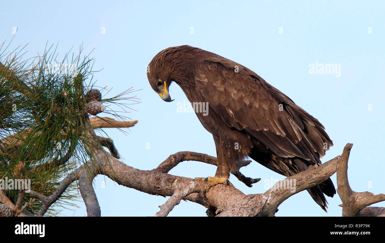 Spotted eagle (Aquila clanga) adult posed in a tree, wintering, Greece ...